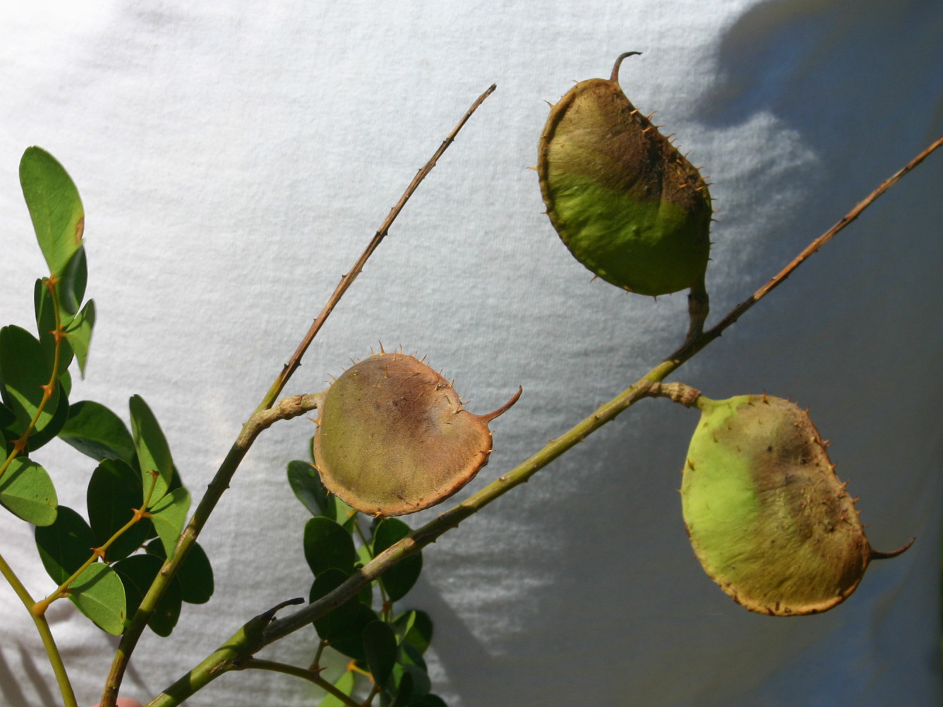 A Sea-Bean Guide: Orange Nickarbean (Caesalpinia ciliata)